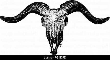 LONG-EARED AFRICAN SHEEP IN THE ZOOLOGICAL SOCIETY'S GARDENS REGENT'S ...