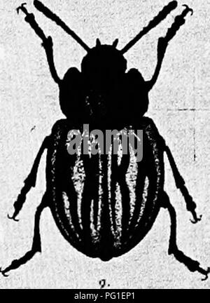 . Effects of the rays of radium on plants . HISTOLOGICAL EFFECTS OF ...