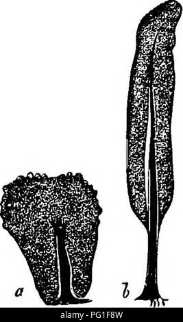 . Comparative morphology of Fungi. Fungi. 432 COMPARATIVE MORPHOLOGY OF ...