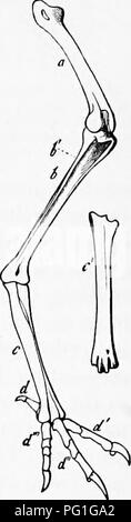 This text explores the anatomy of birds, focusing on reproductive and ...