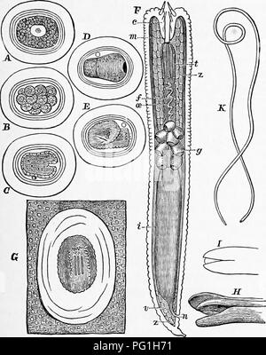 A general zoology textbook for students and general readers, this work ...