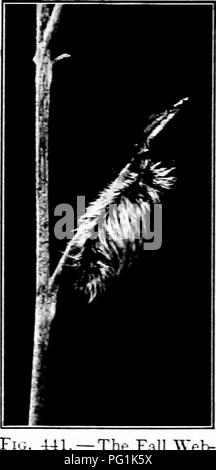 Adult Fall Webworm Moth Stock Photo - Alamy