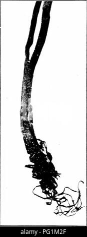 Roots around slit in stem (example for layering technique), close-up ...