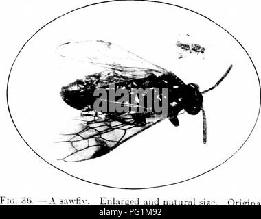 The larvae of these moths usually feed on the roots and parts of the ...