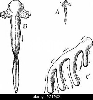 Bone Furrow
