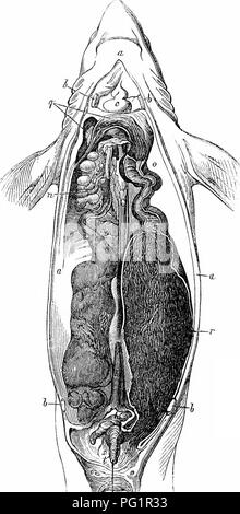 Internal salmon anatomy Stock Photo - Alamy