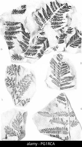 The Catalogue of Mesozoic plants provides comprehensive information on ...