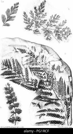 This catalog details the Mesozoic-era plants housed in the Department ...