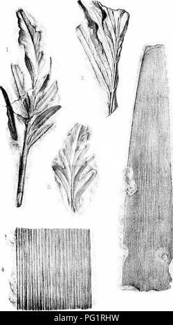 This catalog details the Mesozoic-era plants housed in the Department ...