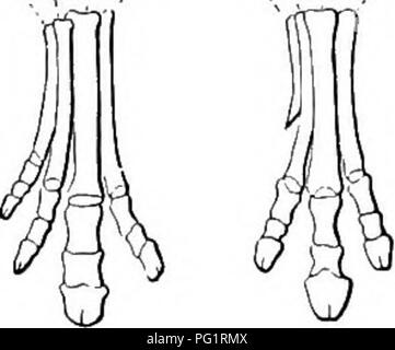 Anatomy of the pig with its bone system Stock Photo - Alamy