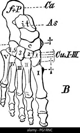 This diagram illustrates the comparative anatomy of vertebrate hearts ...