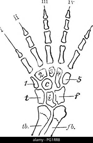 . Comparative anatomy. Anatomy, Comparative. THE SENSE ORGANS 601 also ...