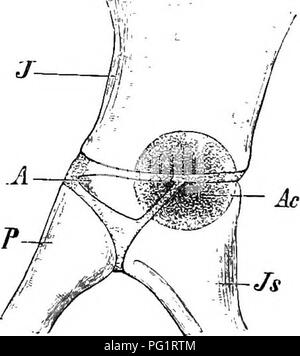 This text explores vertebrate anatomy, focusing on the reproductive ...