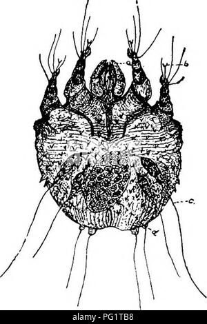 Illustration of Sarcoptes scabiei, the mite responsible for scabies, on ...