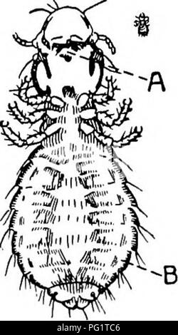 A head-on view of a female Parasitic Wood Wasp (Orussus minutus Stock ...