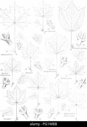 This detailed work on the trees of Great Britain and Ireland covers the ...