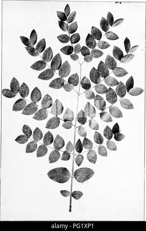 A guide to identifying native trees, focusing on Hercules' Club (Aratia ...