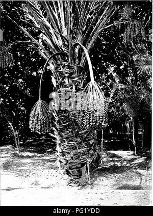 This elementary botany textbook focuses on plant anatomy, specifically ...