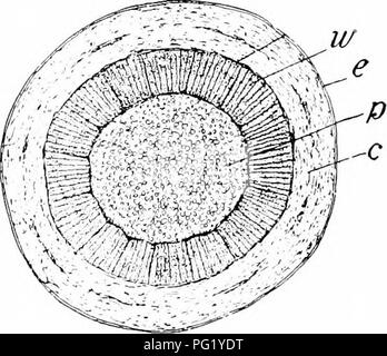 This elementary botany study focuses on plant anatomy, specifically the ...