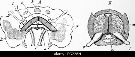 This illustration from a zoology textbook features a detailed study of ...