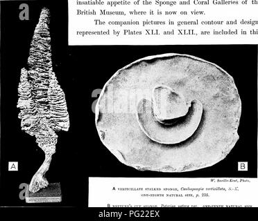 Poterion patera, Neptune's cup sponge Stock Photo - Alamy