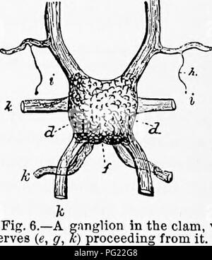 The study covers invertebrate anatomy and development, examining ...