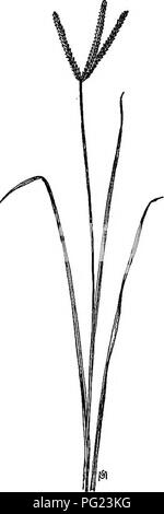 This manual describes common weeds in the U.S. and Canada, focusing on ...