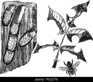This guide introduces insect life with a focus on springtails, small ...