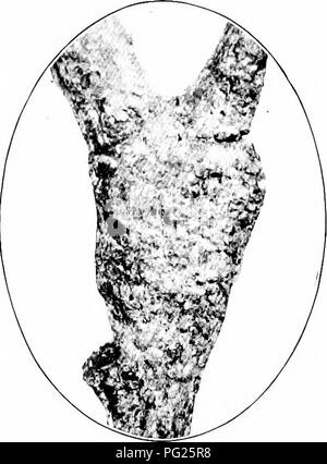 . The San José and other scale insects [microform] : prepared for the ...