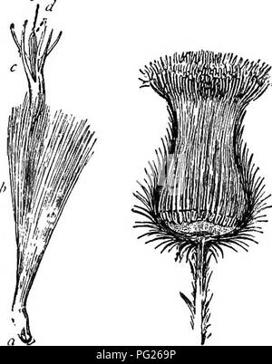 A botanical guide detailing the structure and characteristics of plants ...