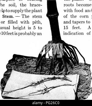 Brace roots of a corn plant Stock Photo - Alamy