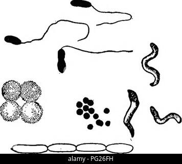 This botany textbook discusses the role of root-tubercle bacteria in ...