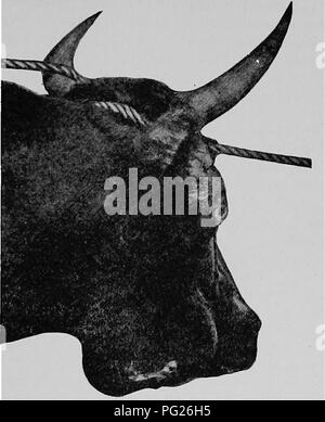 Actinomyces Lumpy Jaw