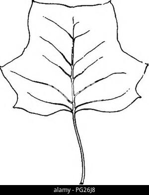 lobed leaf of a fig tree in sunshine in front of garden background with ...