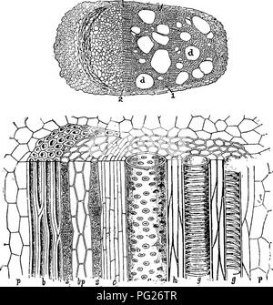 . Beginners' botany. Botany. THE STEM—ITS GENERAL STRUCTURE 67 times ...