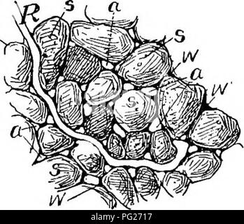 . Food; what it is and does . Plant cell Cellular structure(After Konig ...