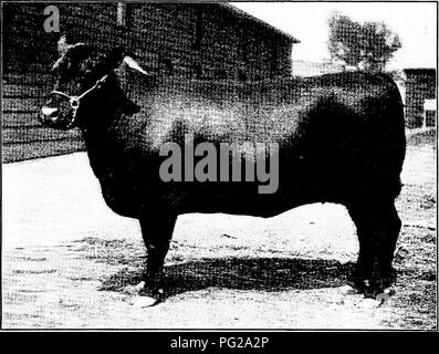 The ones and the udders Stock Photo - Alamy