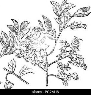 This comprehensive guide to British trees and shrubs features both ...