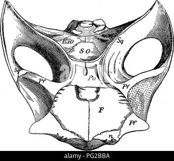 The Cope papers, documenting the zoological and paleontological ...