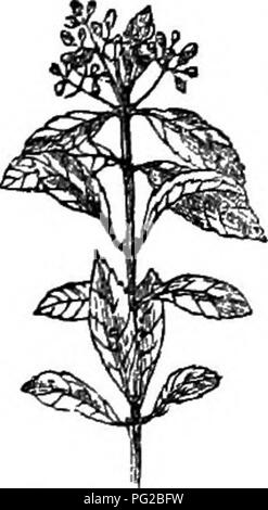 A concise guide to the hardy trees and shrubs of Britain, detailing both native and foreign ...