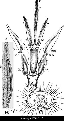 A detailed look at the anatomy and life cycle of the worker bee, with ...