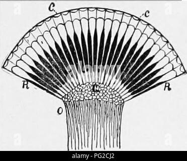 This manual covers various aspects of insect study, including detailed ...