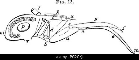 . The anatomy of the honey bee. Insects; Bees; Bees Anatomy; Honeybee ...