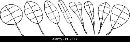 This botanical guide outlines different leaf structures, including ...