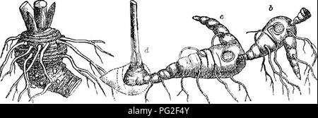 This botanical textbook outlines the structure, physiology, and ...