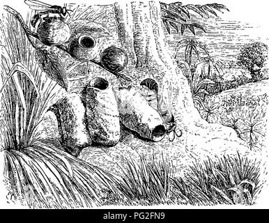 This work explores the unique and diverse ways animals construct their ...