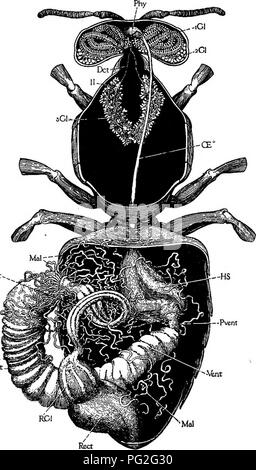 . Nosema-disease. Bees. NOSEMA-DISBASE. a slender tube traversing the ...
