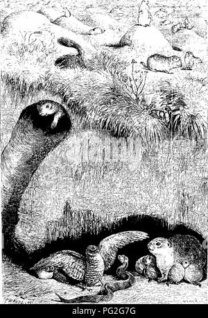 This work describes the various ways animals build their homes ...