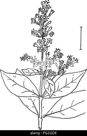Syringa japonica Syringa japonica Stock Photo - Alamy