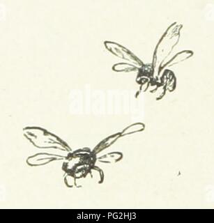 Image from page 182 of 'Life's Dawn on Earth being the history of the ...